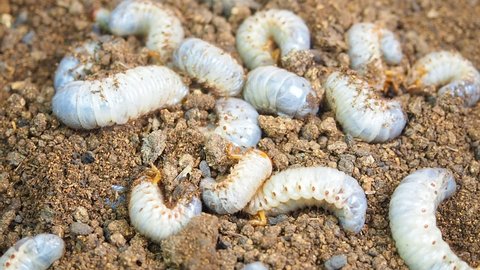 Beetle Larva Diloboderus Abderus Species Beetle Stock Footage Video ...