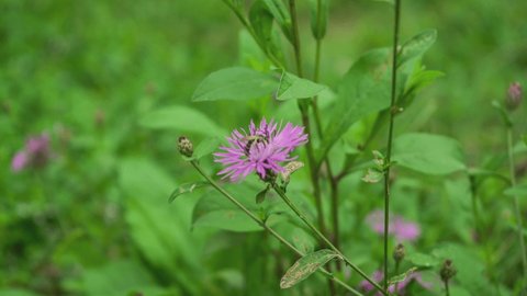 Purple Pink Stokes Aster Stokesia Laevis Stock Footage Video (100% ...