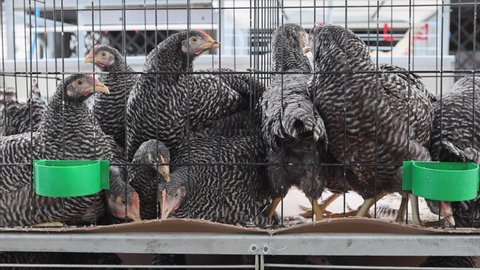 Crowded Chickens Small Cage Poultry Farm Stock Footage Video (100% ...