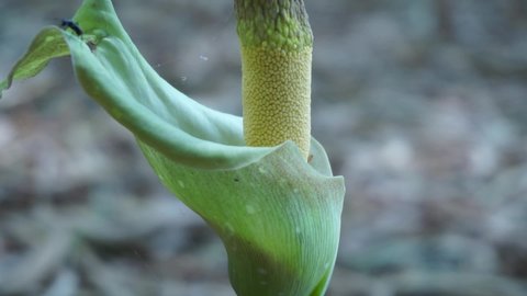Amorphophallus Variabilis Kembang Bangkai Walur Acung Stock Footage ...