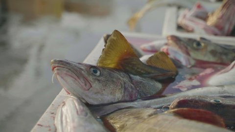 Atlantic Cod Containers Harbour Ready Seafood Stock Footage Video (100% ...