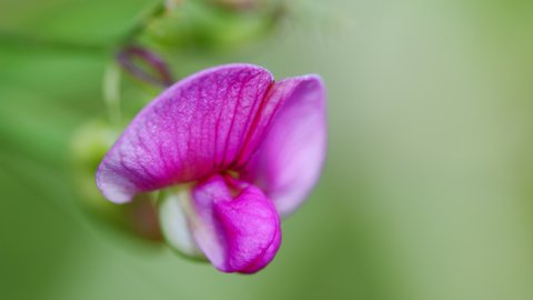 Lathyrus Tuberosus Earthnut Pea Decorative Lathyrus Stock Footage Video ...