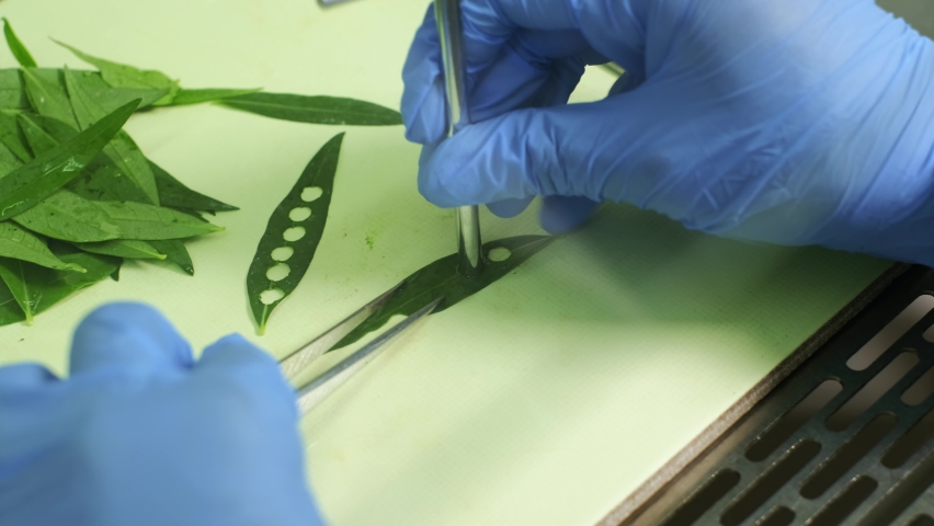 Tissue sample of plants Stock Video Footage - 4K and HD Video Clips ...