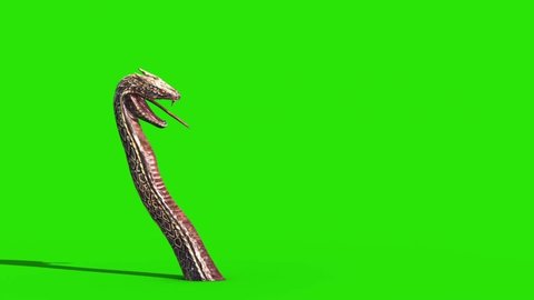 Green screen snake Stock Video Footage - 4K and HD Video Clips ...
