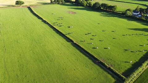 Herd Cows Move Fast Through Farmers Stock Footage Video (100% Royalty ...