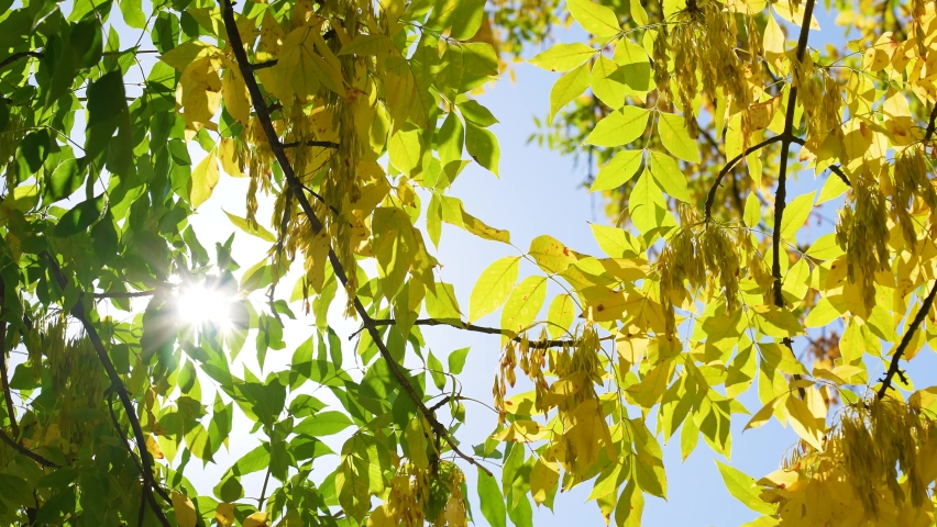 4 K Tree Branch Shape Stock Video Footage - 4K and HD Video Clips ...