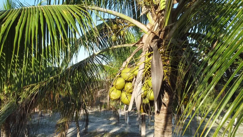 385 Coconut tree climbing Stock Video Footage - 4K and HD Video Clips ...
