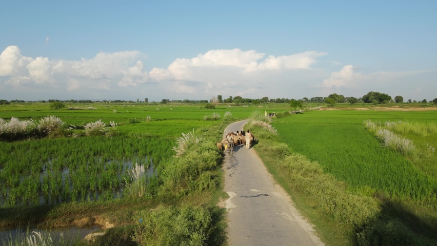 Punjab Field Stock Footage ~ Royalty Free Stock Videos | Pond5