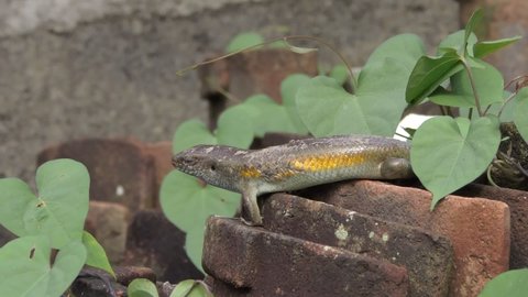 Garden Lizards Called Ordinary Bengkarung Garden Stock Footage Video ...