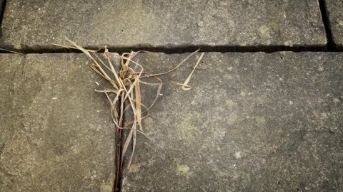 Dead Plant After Weed Killer Treatment Stock Footage Video (100% ...