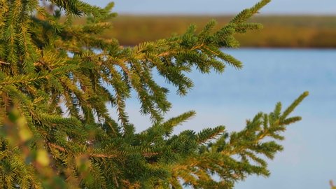 Close Conifer Branch Rain Drops Lake Stock Footage Video (100% Royalty ...