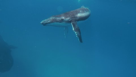Newborn Humpback Whale Cub Swims Next Stock Footage Video (100% Royalty ...