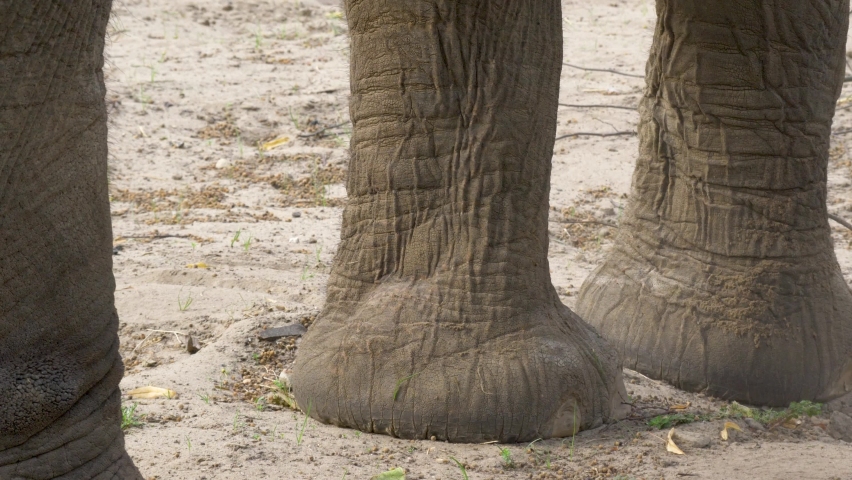 Elephant foot print Stock Video Footage - 4K and HD Video Clips ...