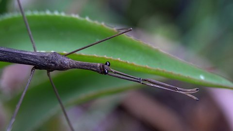 Pan Head Tail Water Scorpion Ranatra Stock Footage Video (100% Royalty ...
