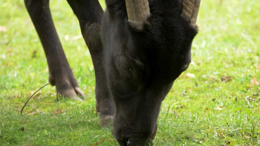 Cow skin cracker Stock Video Footage - 4K and HD Video Clips | Shutterstock