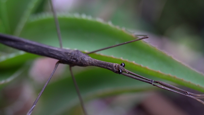 Water stick insects Stock Video Footage - 4K and HD Video Clips ...