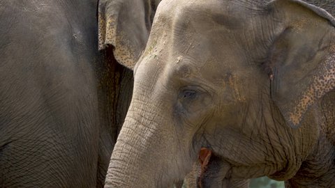 Close Dehydrated Asian Elephant Screaming Suffering Stock Footage Video ...