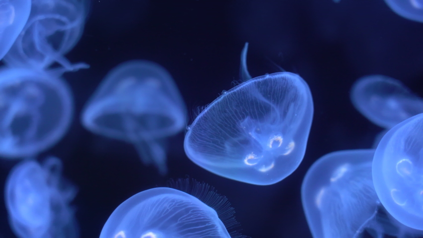 Baby Jellyfish Stock Video Footage - 4K and HD Video Clips | Shutterstock