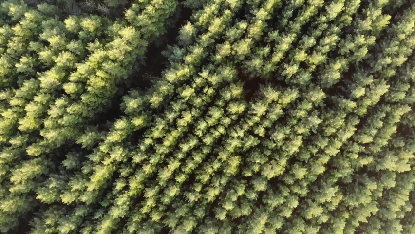 pine forest top view filming flying Stock Footage Video (100% Royalty ...