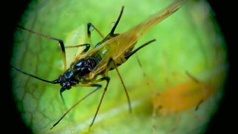 Winged Specimen Aphid Under Microscope Aphid Stock Footage Video (100% ...