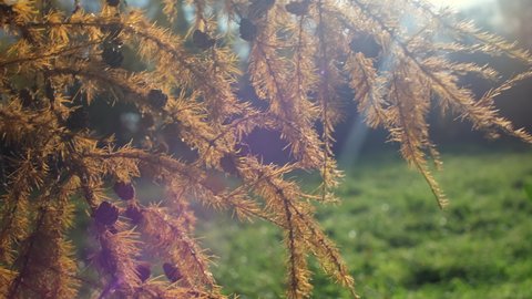 Turned Red Coniferous Tree Cones Swaying Stock Footage Video (100% ...