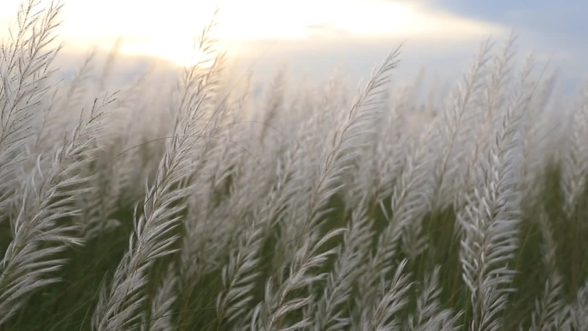 15 Kash ful Stock Video Footage - 4K and HD Video Clips | Shutterstock