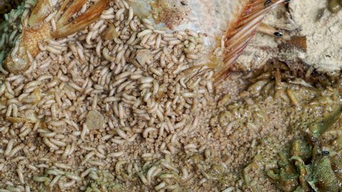 Maggots Fly Larvae Decompose Crawling Rotten Stock Footage Video (100% ...