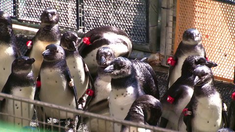 African Penguins Pool Wildlife Rehabilitation Centre Stock Footage ...