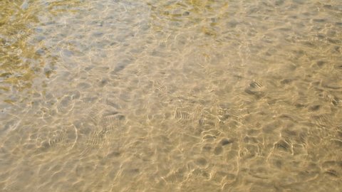 2,085 Underwater fish top view Stock Video Footage - 4K and HD Video ...