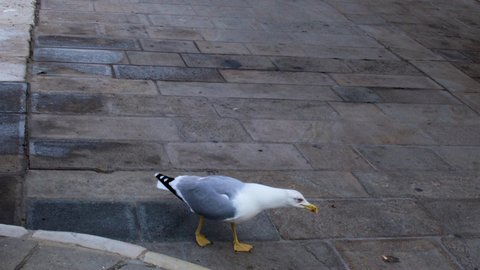 Menacing Seagull Approaches Sings Angry On Stock Footage Video (100% ...