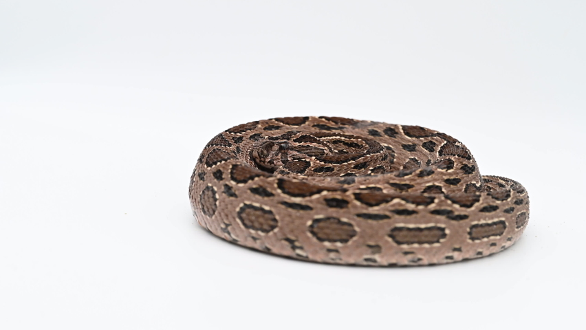 Living Venomous Snakes Stock Video Footage - 4K and HD Video Clips ...