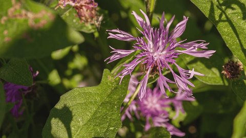 Purple Pink Stokes Aster Stokesia Laevis Stock Footage Video (100% ...