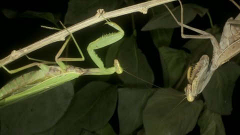 Fight Praying Mantises Two Mantises Met Stock Footage Video (100% ...