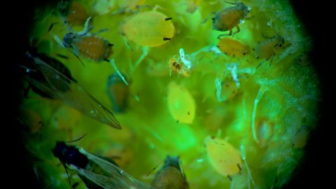 Aphid Under Microscope Aphid Superfamily Aphidoidea Stock Footage Video ...