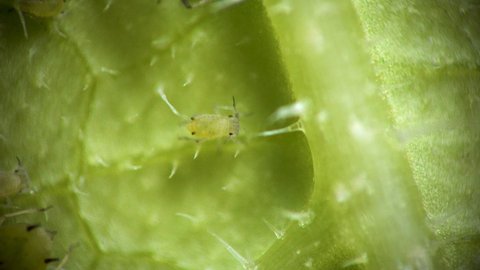 Aphid Under Microscope Aphididae Aphid Superfamily Stock Footage Video ...