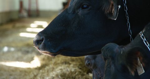 Side View Head Canadian Cow Cattle Stock Footage Video (100% Royalty ...