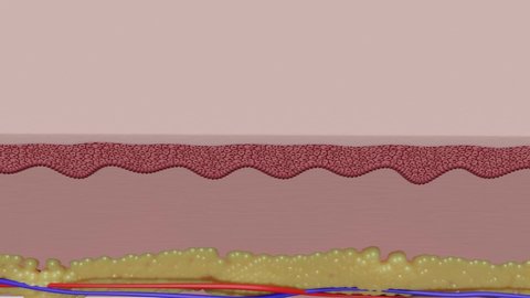 Animation Wound Healing Skin Repair Stock Footage Video (100% Royalty ...