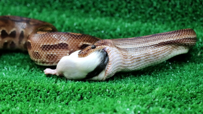 41,451 Snake Stock Video Footage - 4K and HD Video Clips | Shutterstock