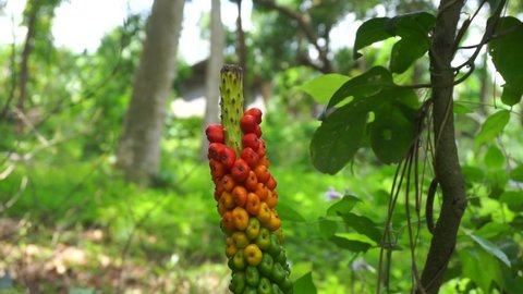 Amorphophallus Variabilis Kembang Bangkai Walur Acung Stock Footage ...