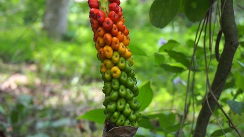 Amorphophallus Variabilis Kembang Bangkai Walur Acung: วิดีโอสต็อก ...