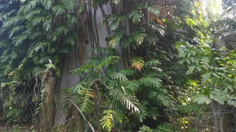 Bushy Monstera Deliciosa Plant Crawling Throughout Stock Footage Video ...