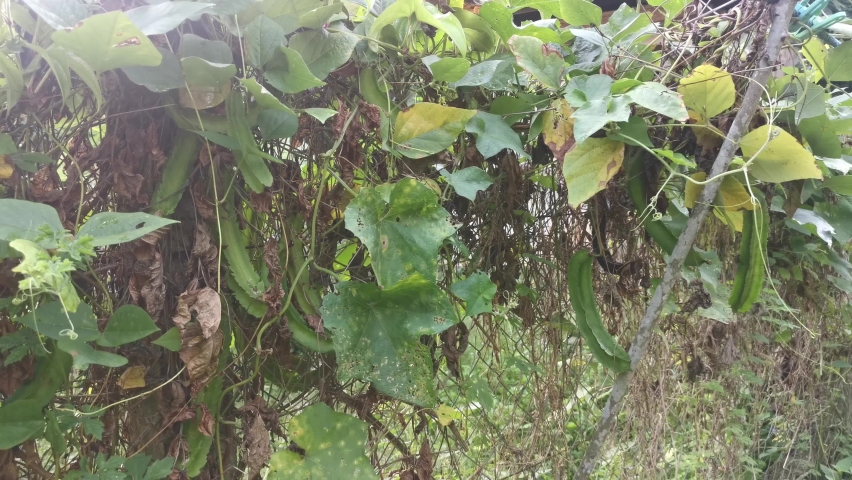 Four Angled Bean Stock Video Footage - 4K and HD Video Clips | Shutterstock