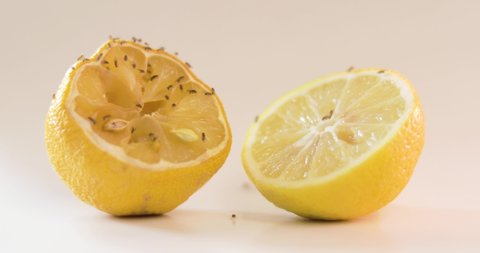 Fruit Flies Crawl Over Lemon Stock Footage Video (100% Royalty-free ...