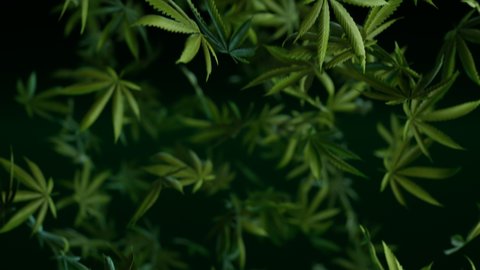 494 Weed Falling Stock Video Footage - 4K and HD Video Clips | Shutterstock
