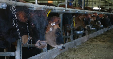 Zooming Panning One Canadian Cow Looking Stock Footage Video (100% ...
