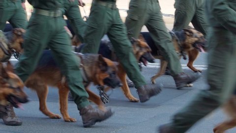 7,044 Celebration dogs Stock Video Footage - 4K and HD Video Clips ...