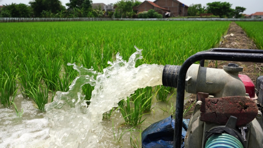 152 Irrigation pipe rice field Stock Video Footage - 4K and HD Video ...