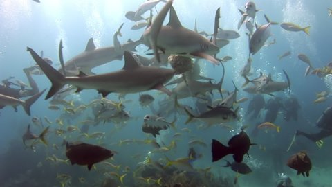 People Pack Sharks School Fish Underwater Stock Footage Video (100% ...