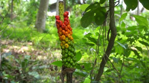 Amorphophallus Variabilis Kembang Bangkai Walur Acung Stock Footage ...