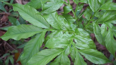 Amorphophallus Variabilis Kembang Bangkai Walur Acung Stock Footage ...